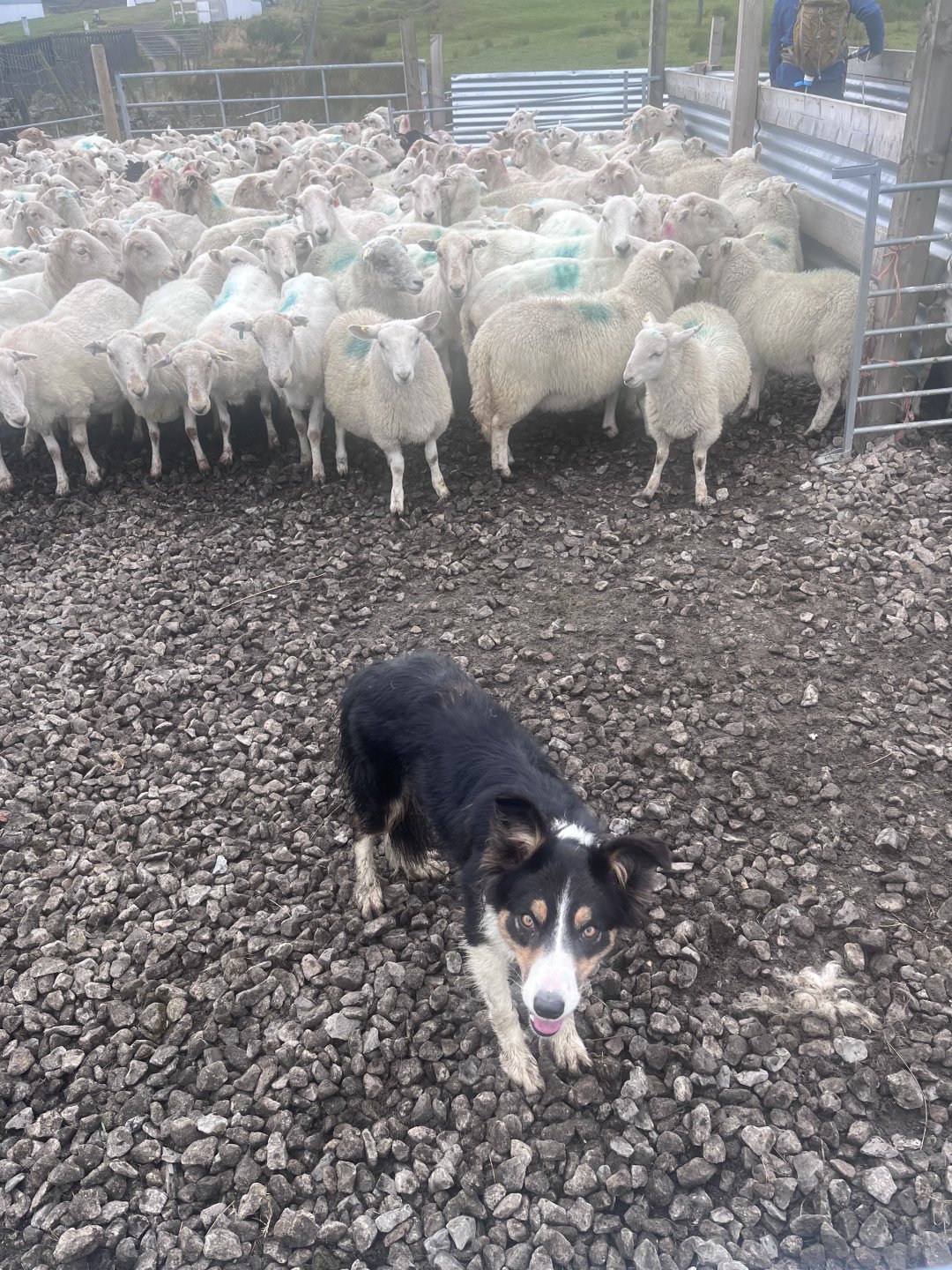 ³/4 cheviot cross texel on Welsh dafts | The Farming Forum