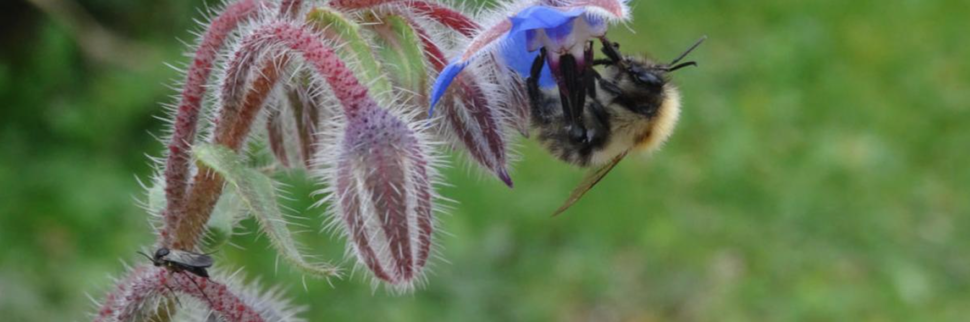 Wild Pollinator Farm Health Check | The Farming Forum