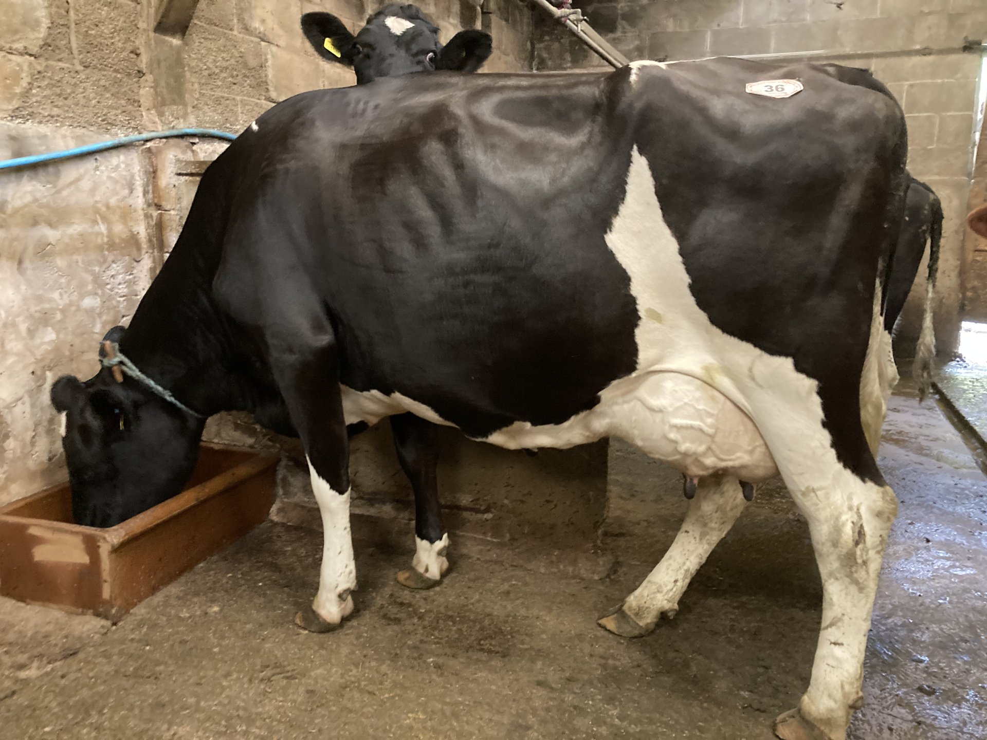 British friesian bulls | Page 183 | The Farming Forum