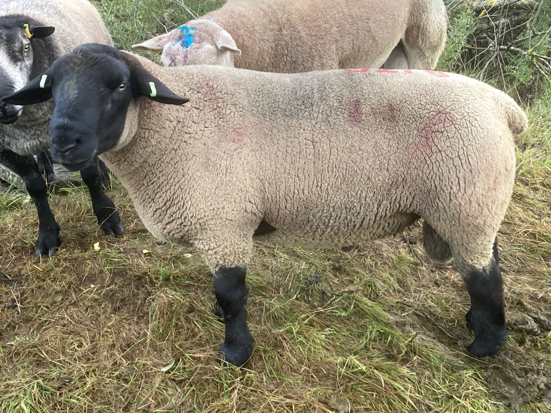 TSS Diary | The Farming Forum