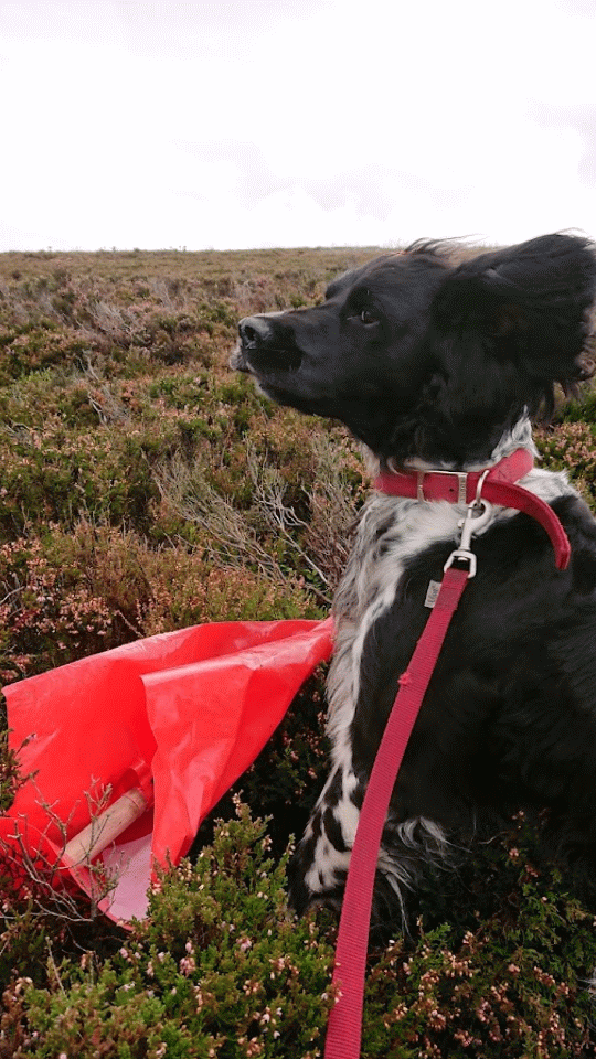 The Farm Dog | Page 129 | The Farming Forum