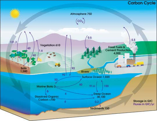 What is Soil Carbon Sequestration? | The Farming Forum