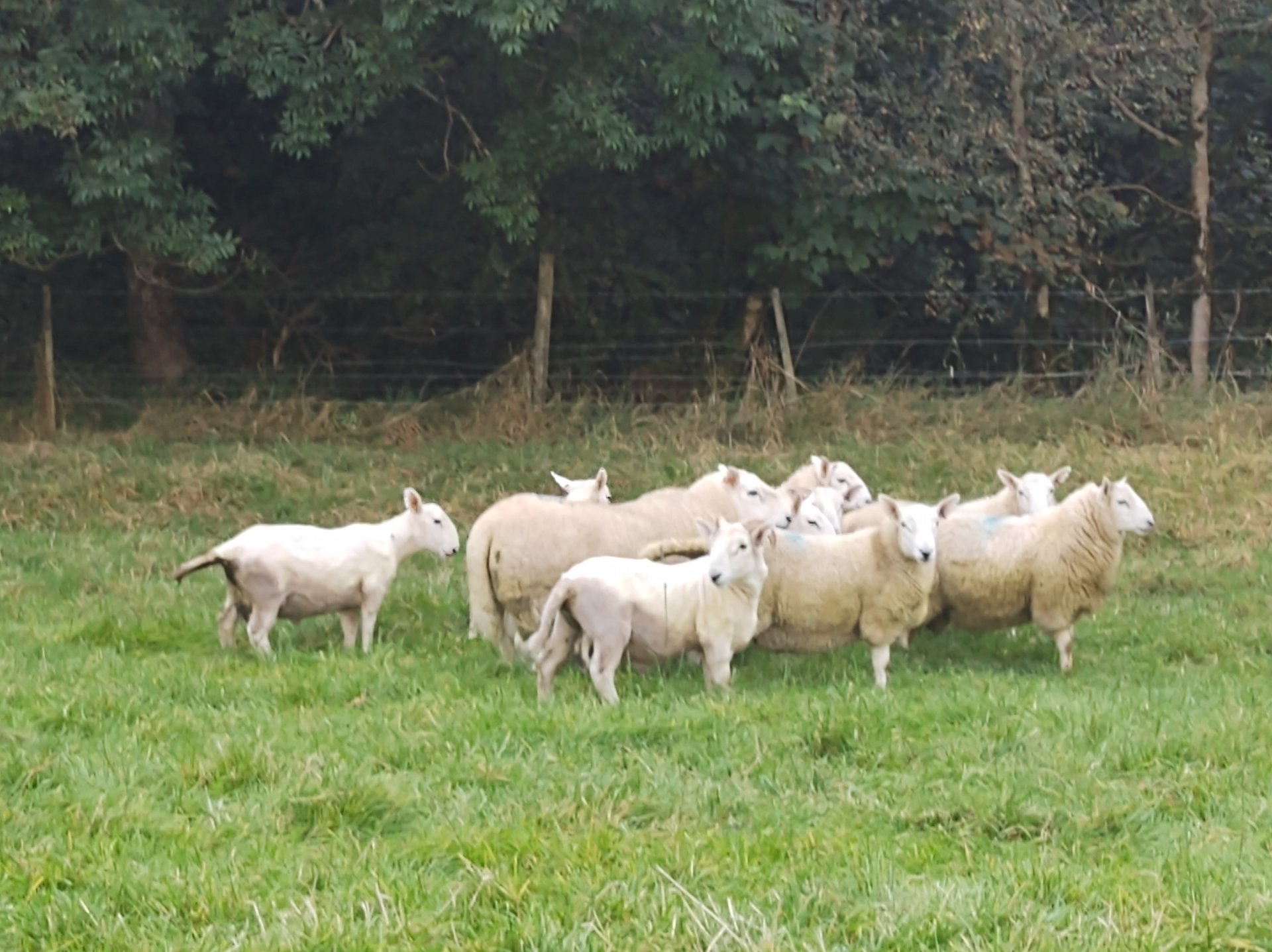 Kelso tup sales | Page 9 | The Farming Forum