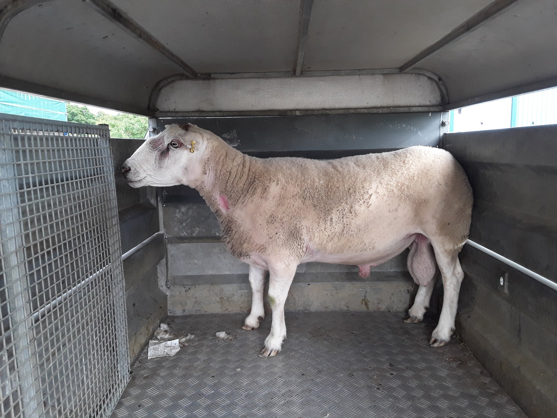 Easycare sheep experiment | Page 43 | The Farming Forum