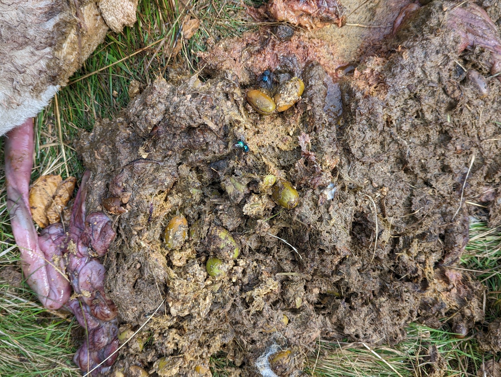 Acorn poisoning | The Farming Forum
