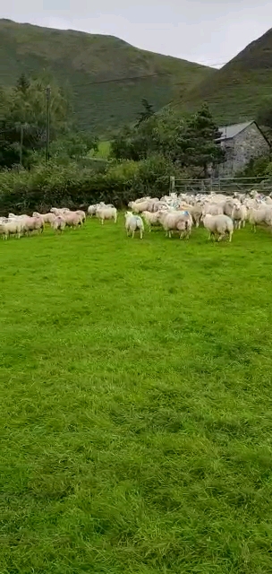 EW90 Powys - 250 Organic Store Lambs | The Farming Forum