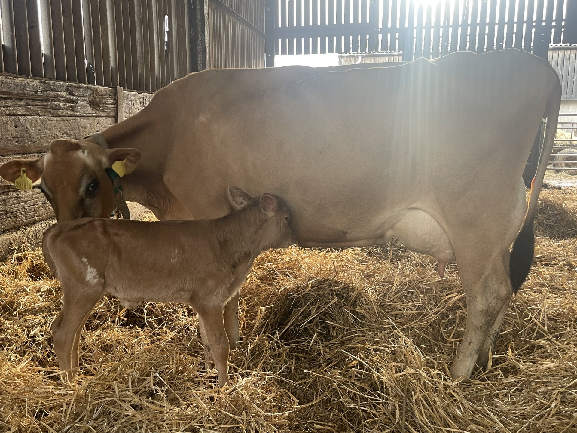 Jersey Thread - For all things Jersey | Page 36 | The Farming Forum