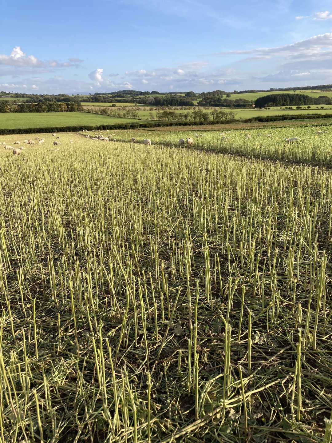 When to late for turnip and forage rape? | Page 8 | The Farming Forum