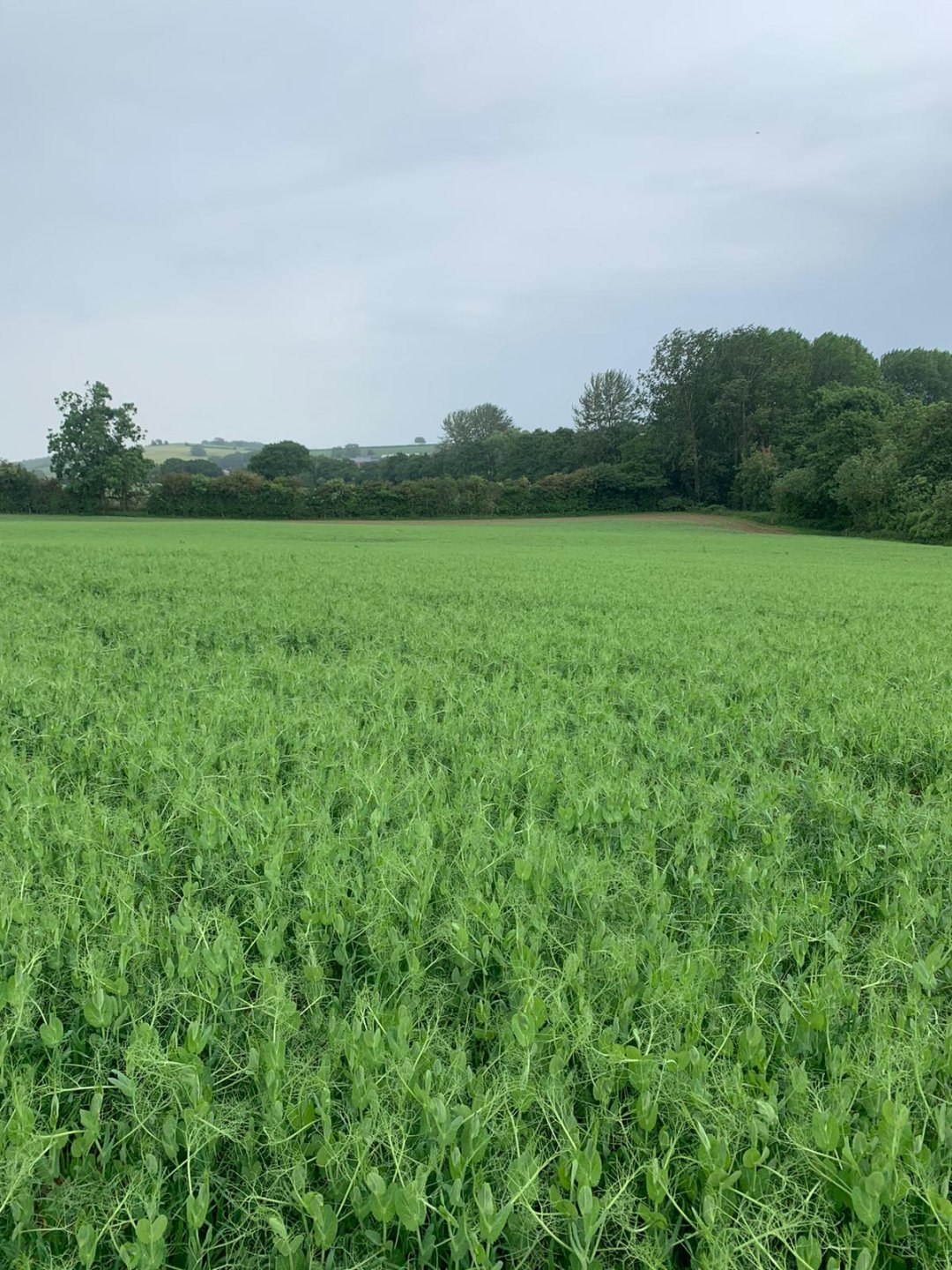 Simtech tsem and beans | Page 2 | The Farming Forum