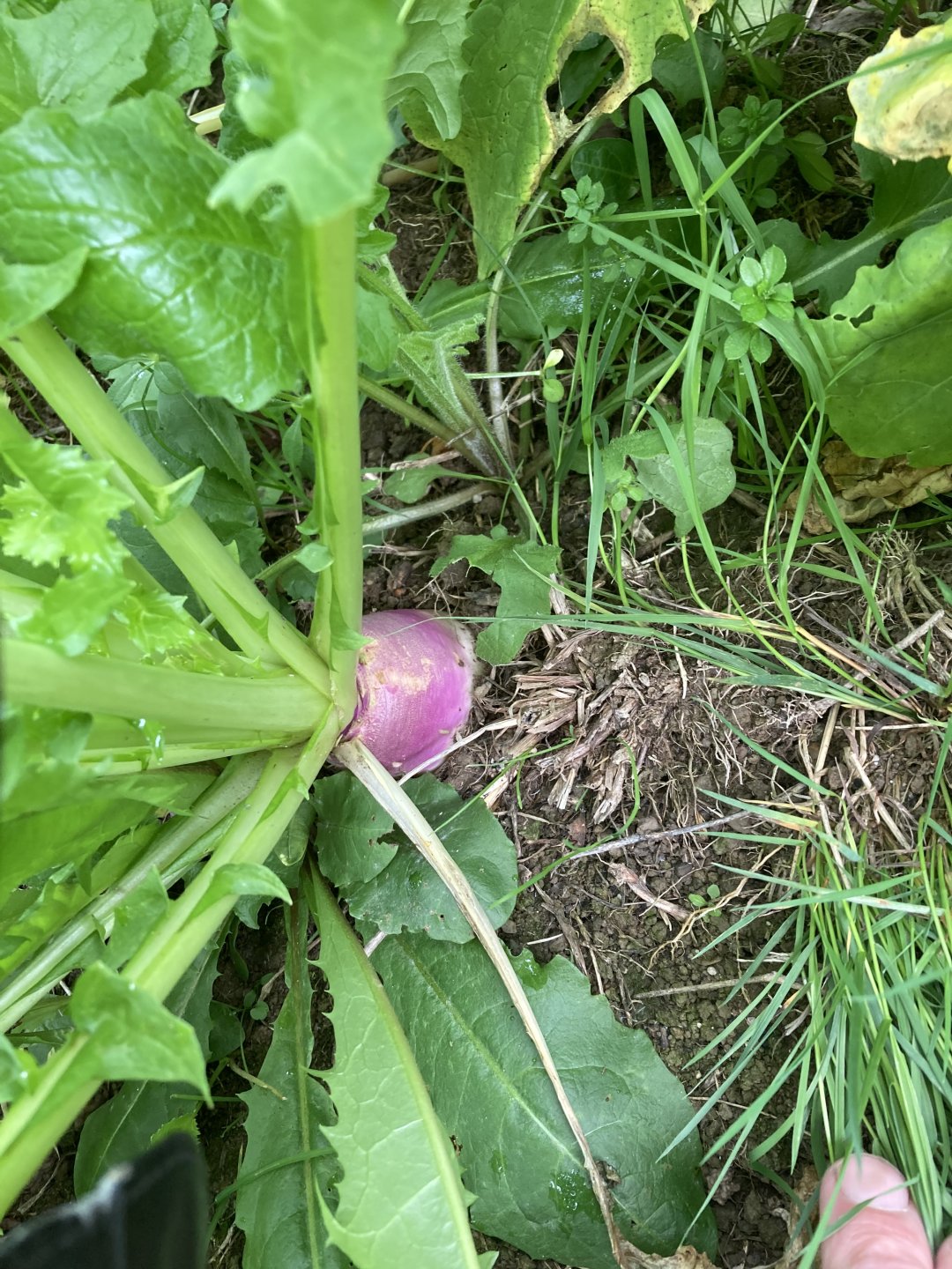 When to late for turnip and forage rape? | Page 10 | The Farming Forum