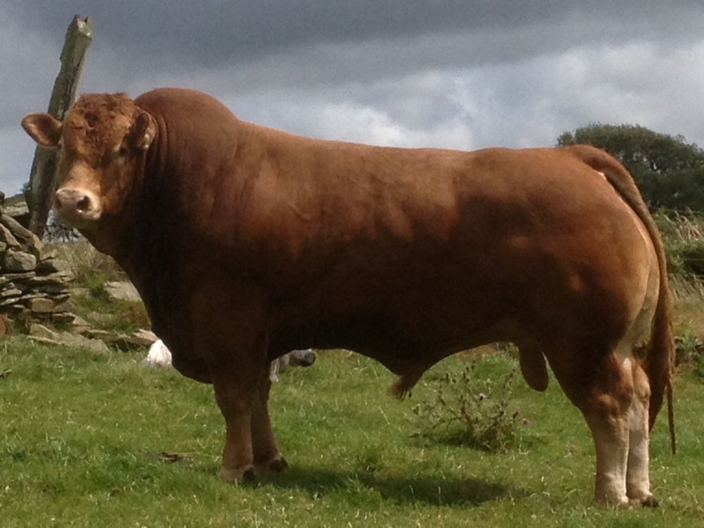 Beef Stock Bulls | Page 8 | The Farming Forum