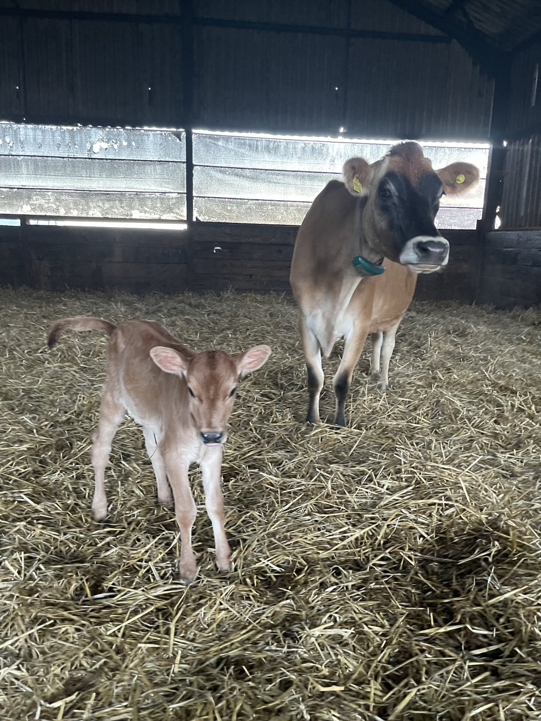 Jersey Thread - For all things Jersey | Page 38 | The Farming Forum