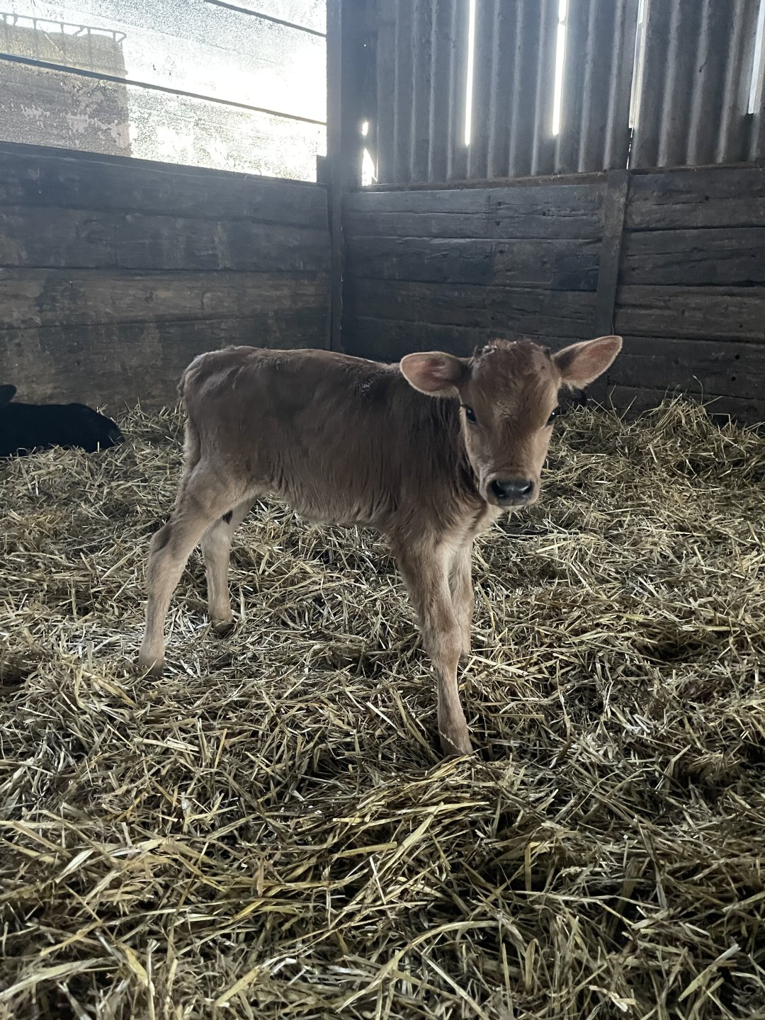 Jersey Thread - For all things Jersey | Page 38 | The Farming Forum