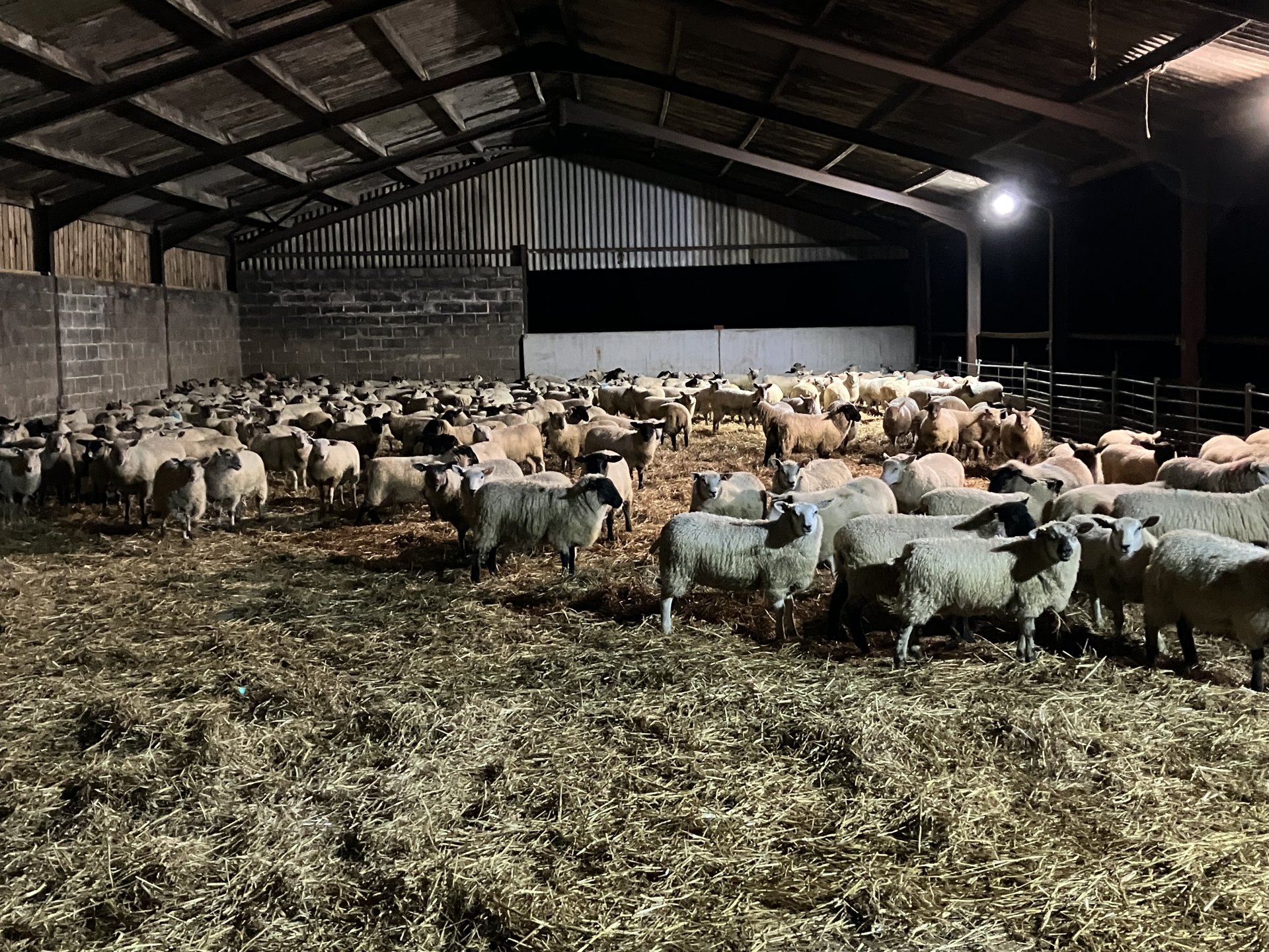 Confessions of the Sheep/Beef Cattle/Pig Addicts | Page 333 | The Farming Forum