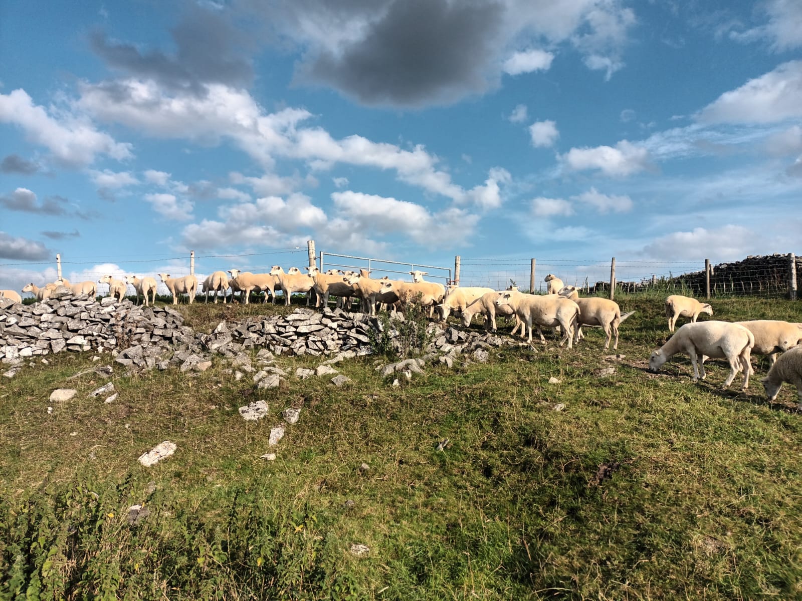 80 Exlana yearling ewes | The Farming Forum