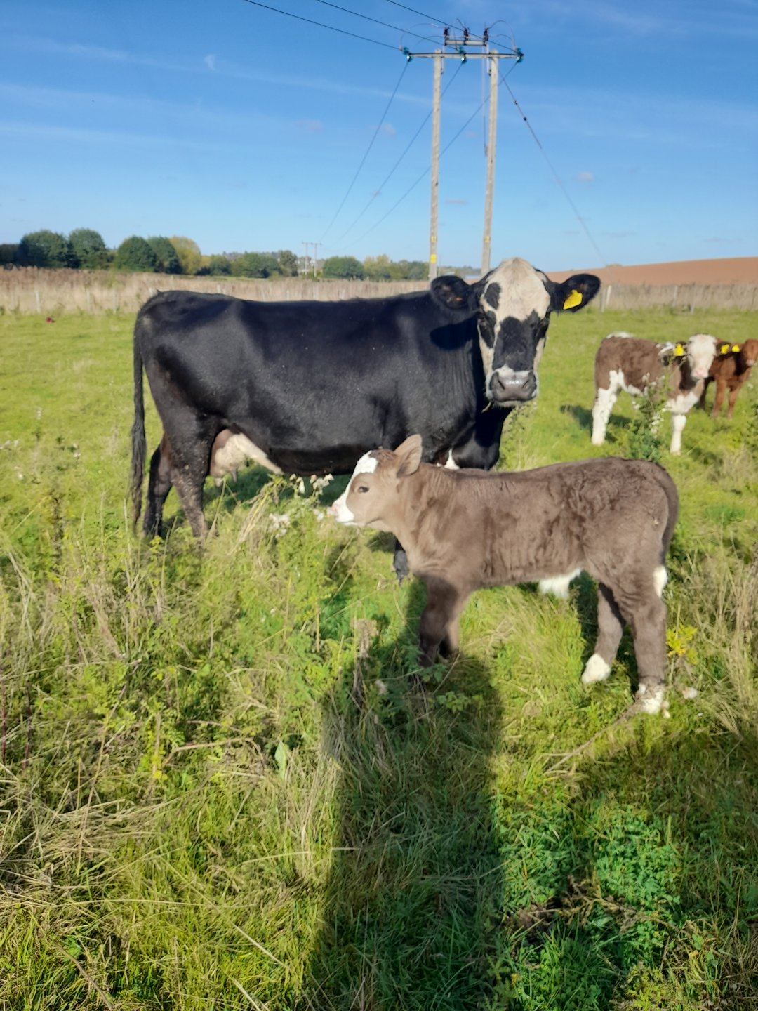 Confessions of the Sheep/Beef Cattle/Pig Addicts | Page 396 | The ...