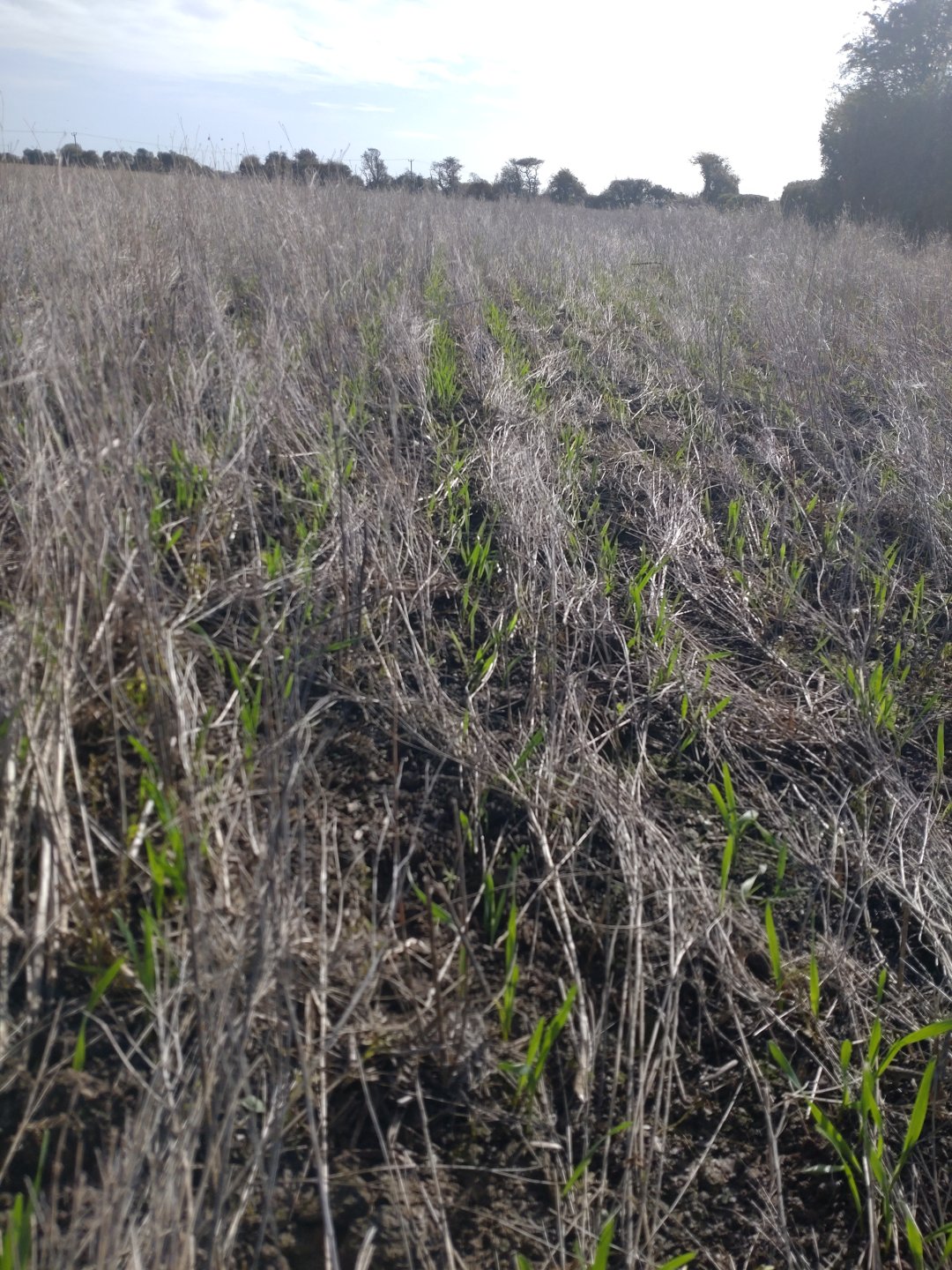 Direct/Strip-till drilling photo gallery | Page 124 | The Farming Forum