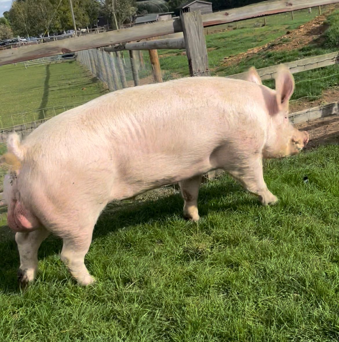 Pedigree Large White boar | The Farming Forum