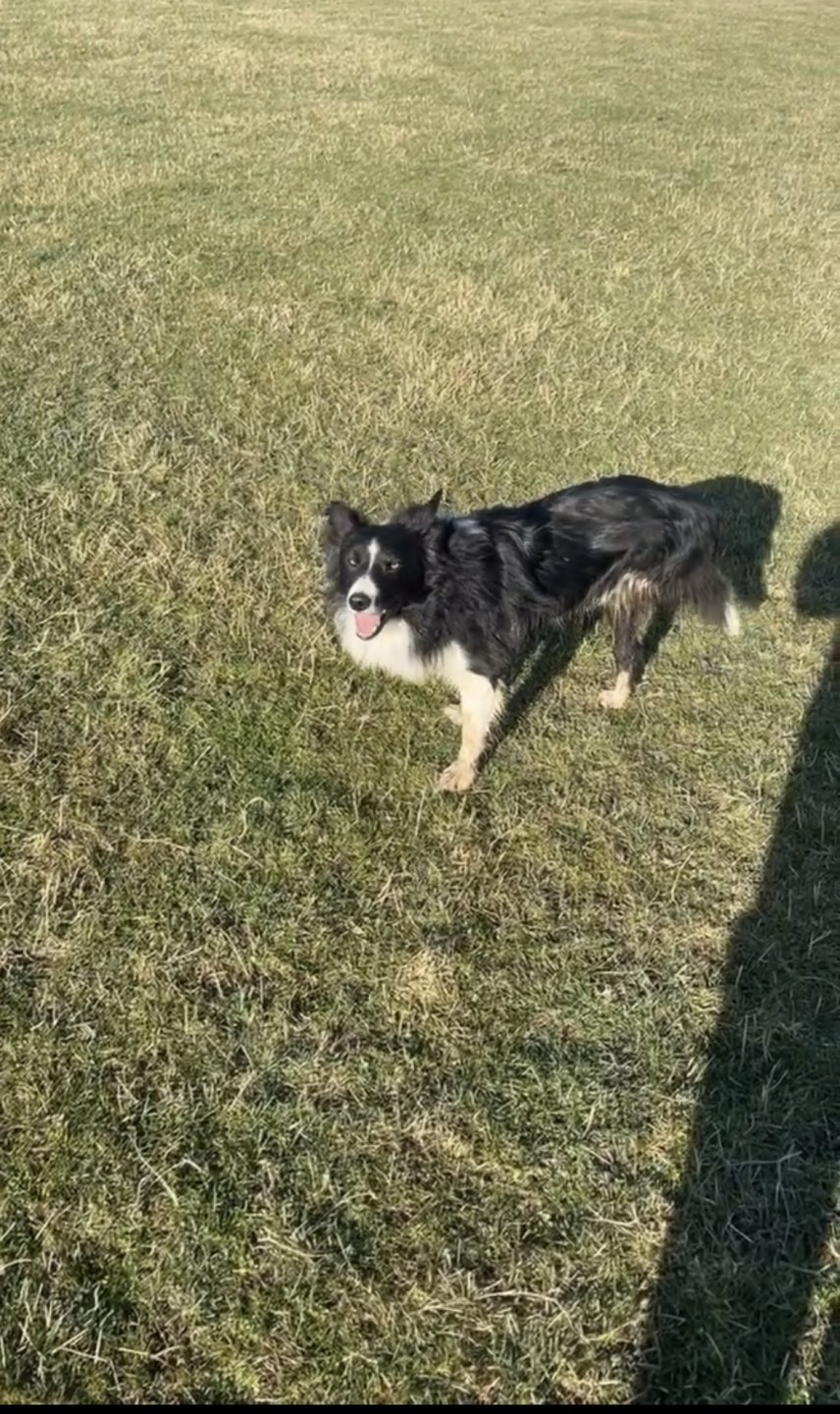 Beef / Lamb & Pig Price Tracker | Page 5896 | The Farming Forum