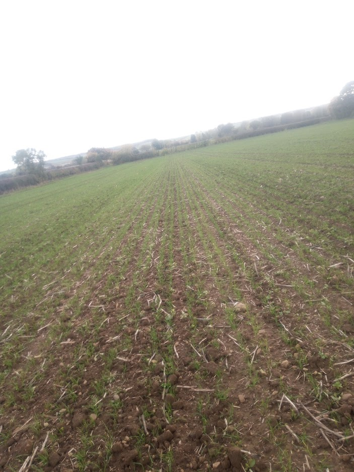 Direct/Strip-till drilling photo gallery | Page 125 | The Farming Forum