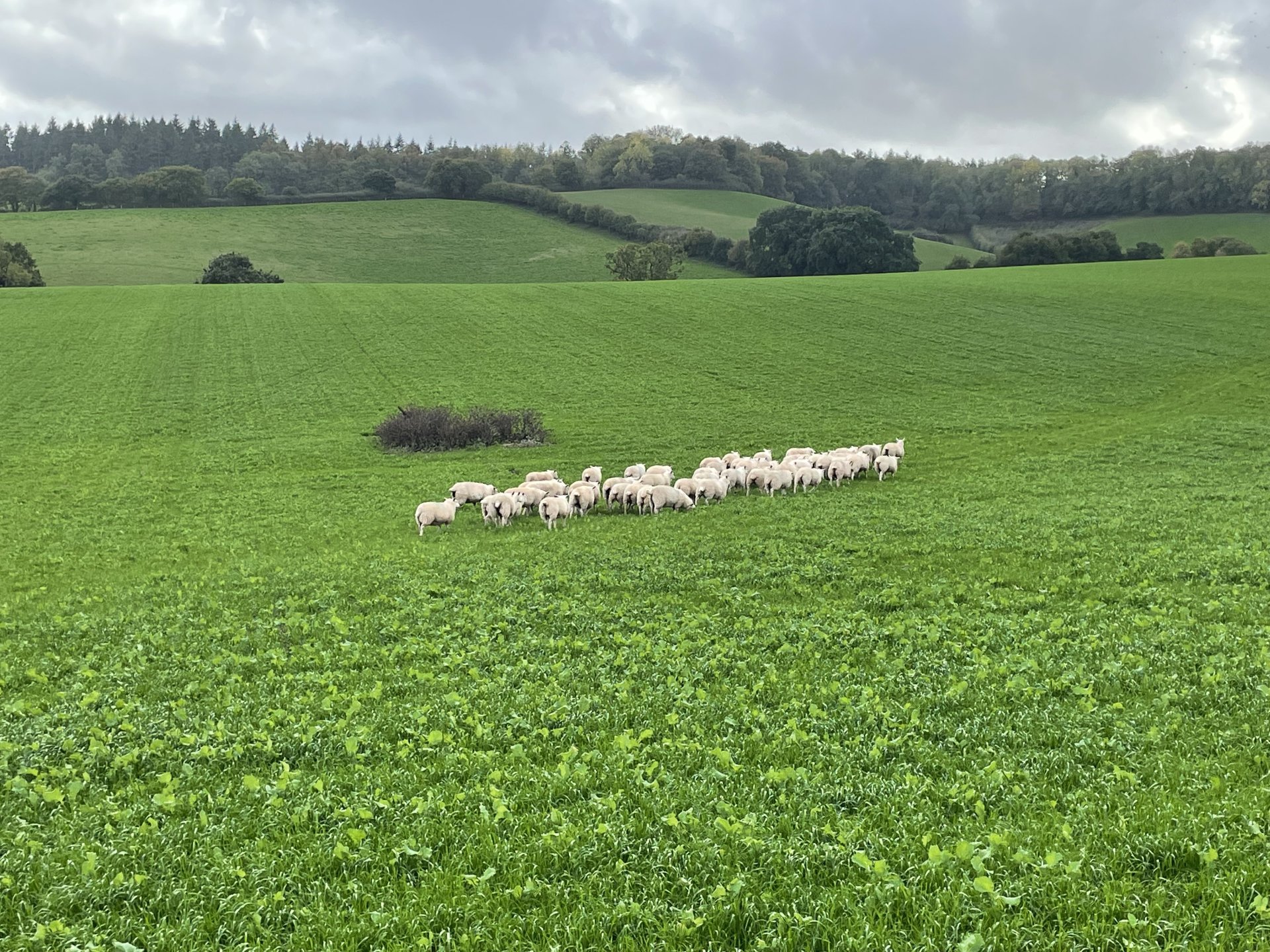 Westerwolds | Page 10 | The Farming Forum