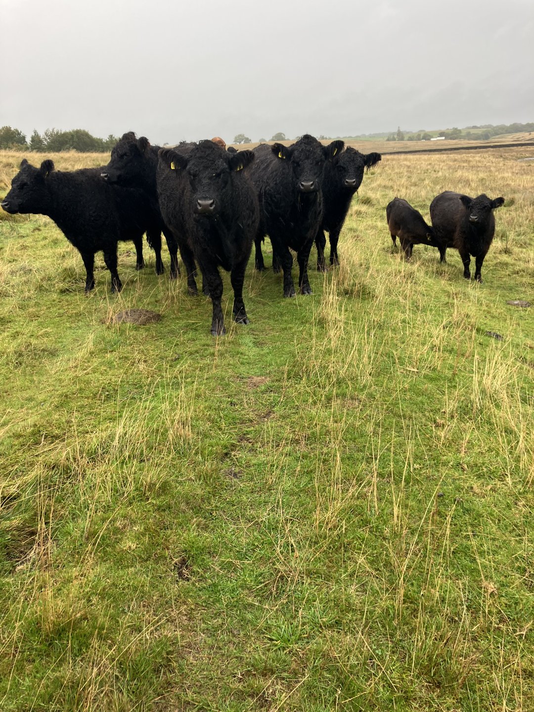 Who’s put cows in? | Page 2 | The Farming Forum