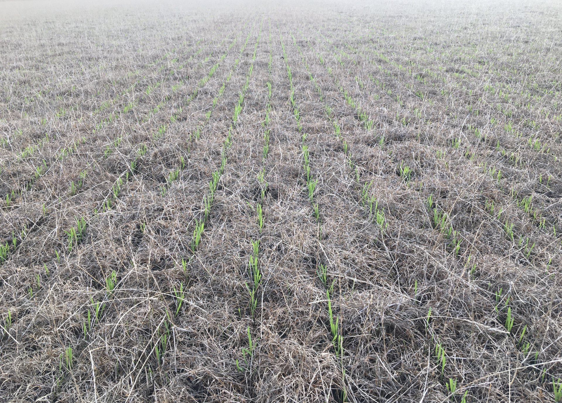 Direct/Strip-till drilling photo gallery | Page 125 | The Farming Forum