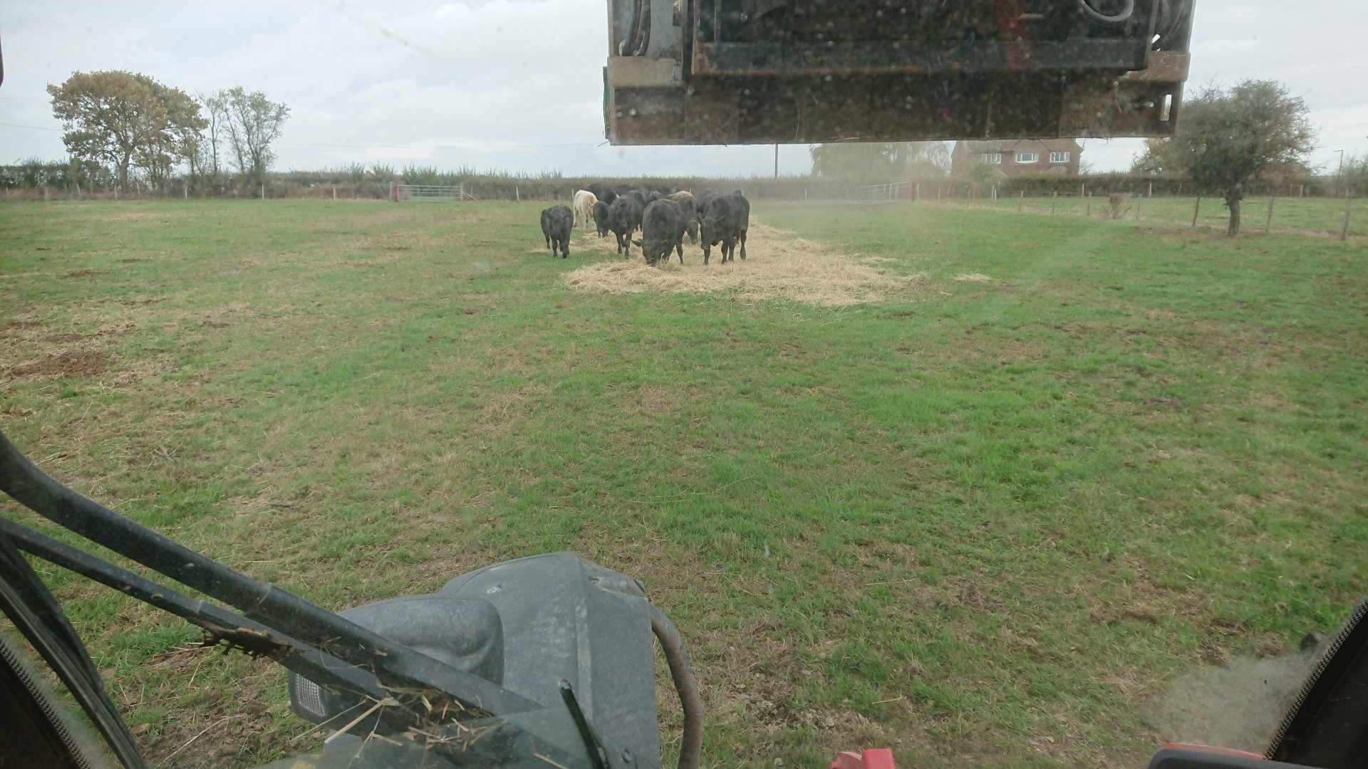 Who’s put cows in? | Page 3 | The Farming Forum