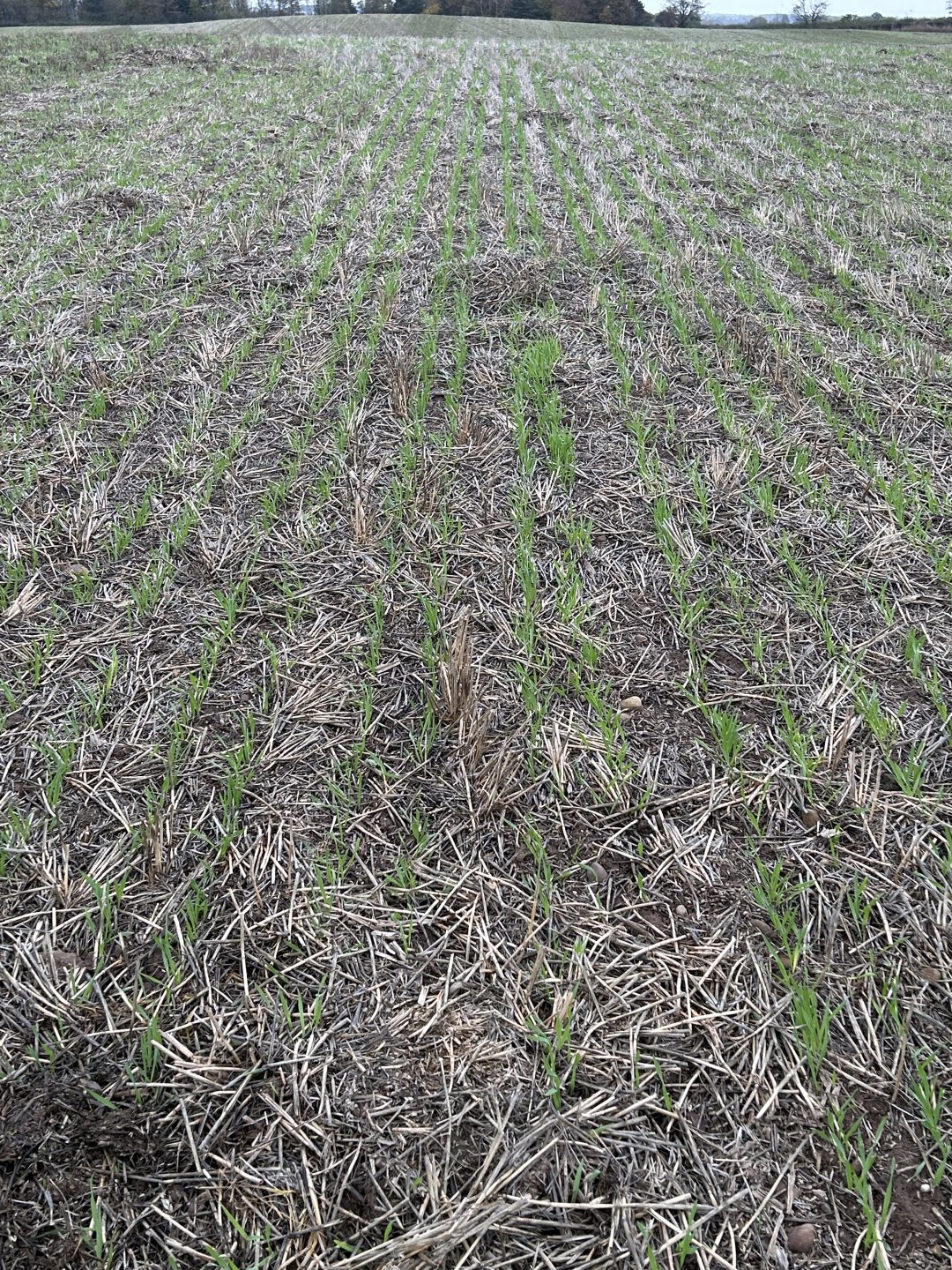 Direct/Strip-till drilling photo gallery | Page 127 | The Farming Forum