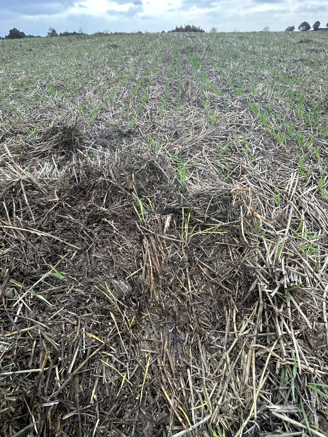 Direct/Strip-till drilling photo gallery | Page 127 | The Farming Forum