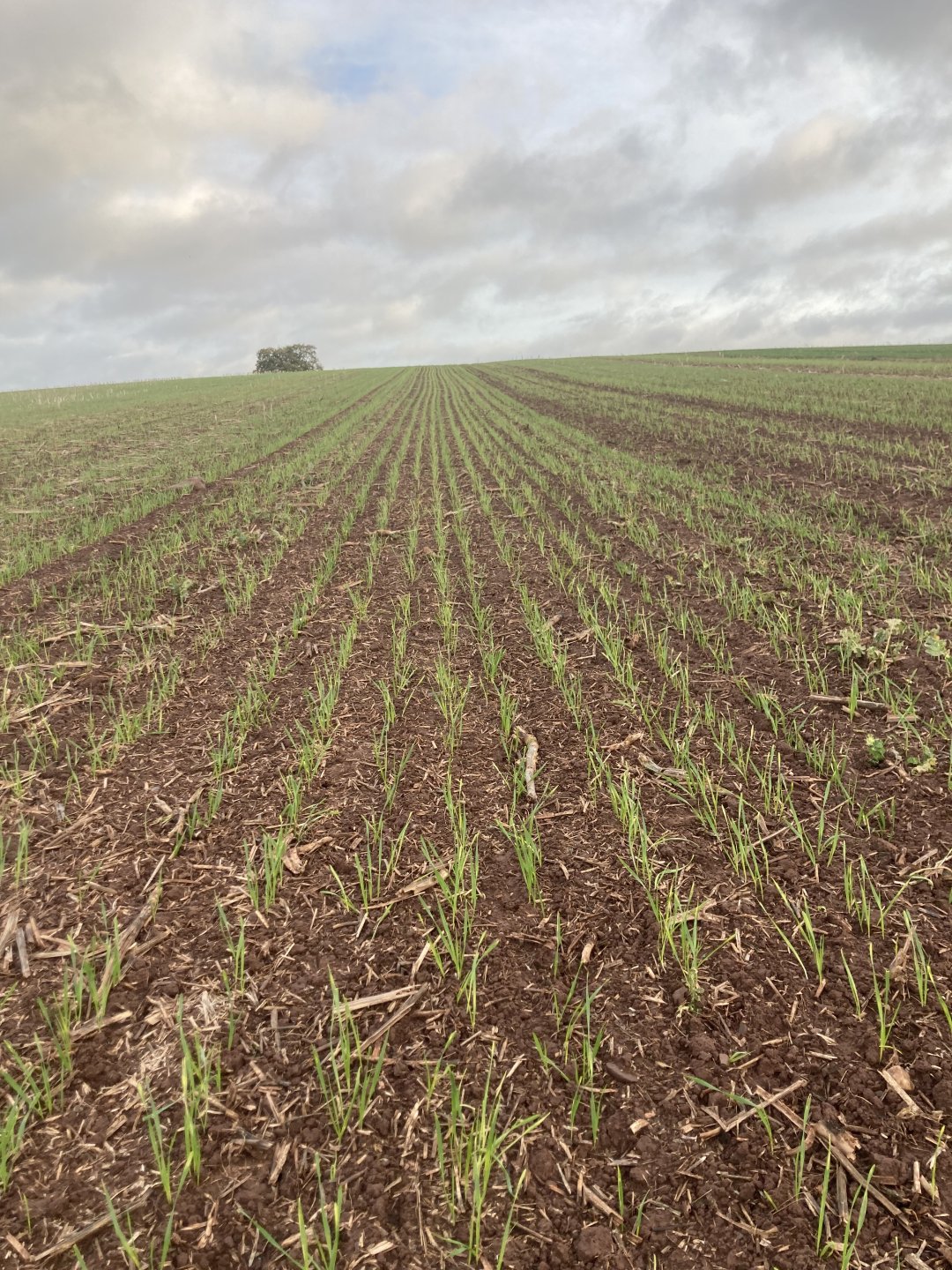 Direct/Strip-till drilling photo gallery | Page 127 | The Farming Forum