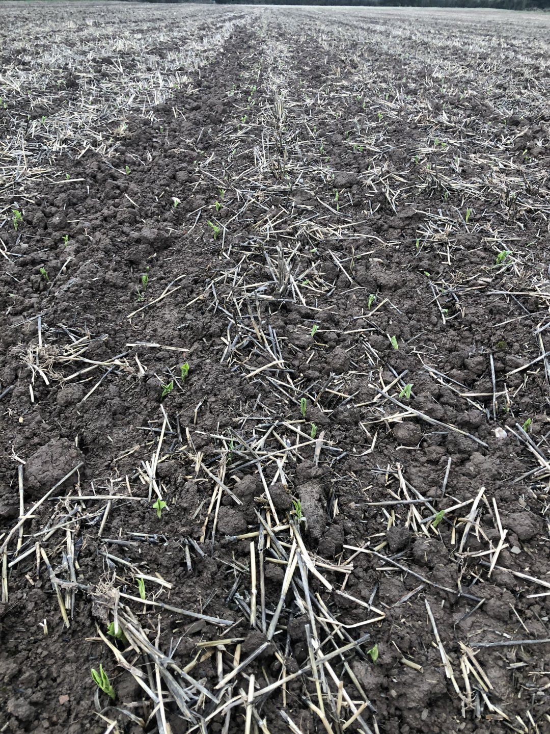 Direct/Strip-till drilling photo gallery | Page 127 | The Farming Forum