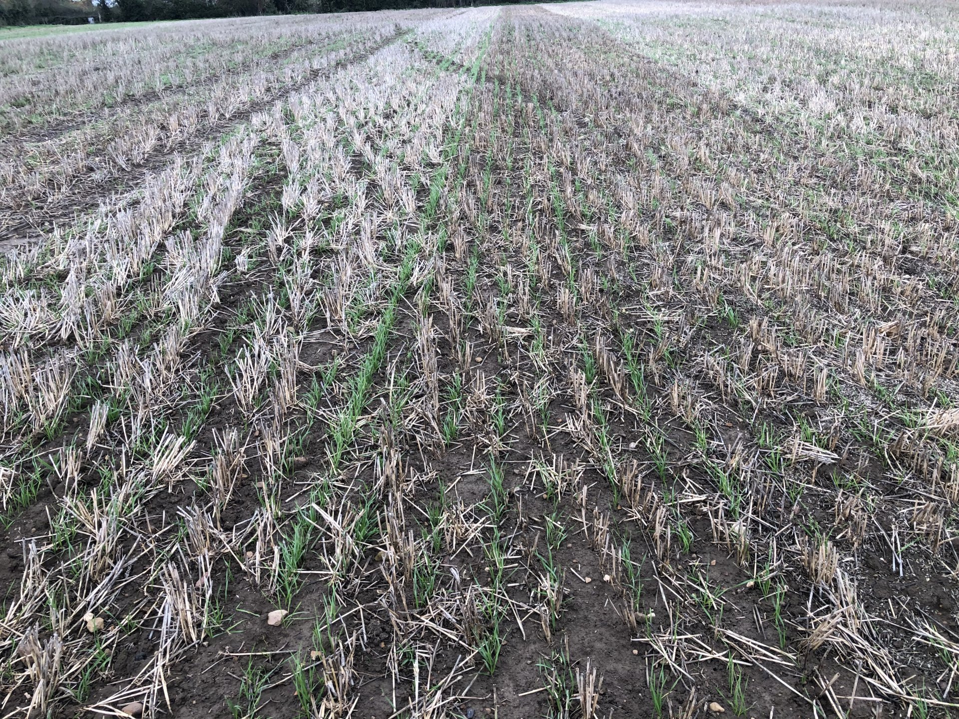 Direct/Strip-till drilling photo gallery | Page 127 | The Farming Forum