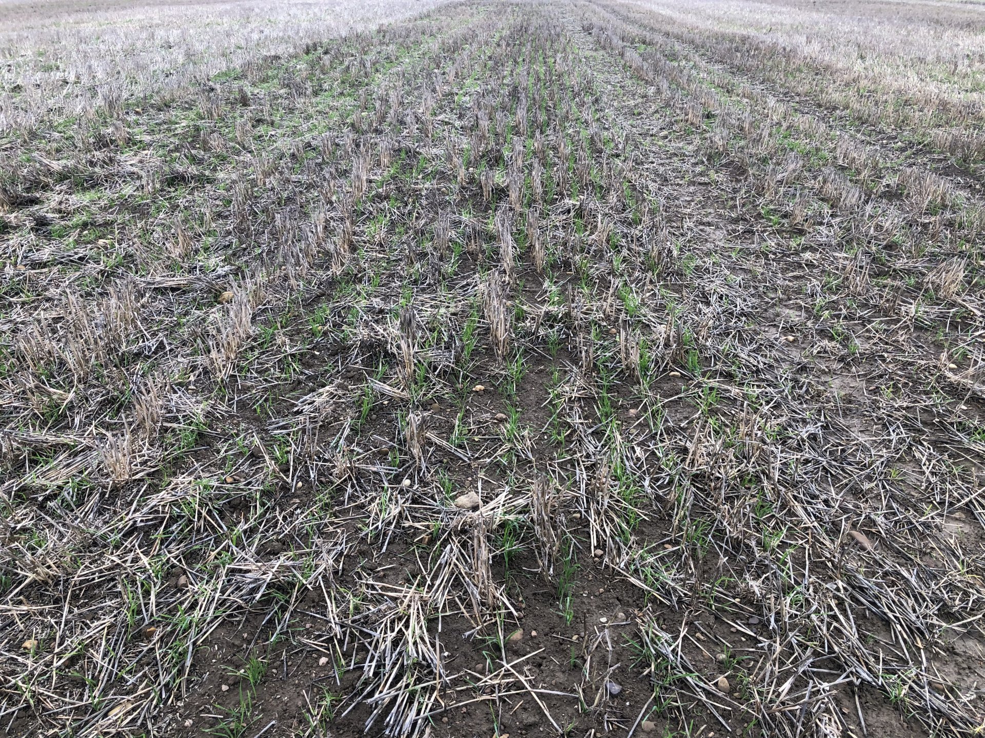 Direct/Strip-till drilling photo gallery | Page 127 | The Farming Forum