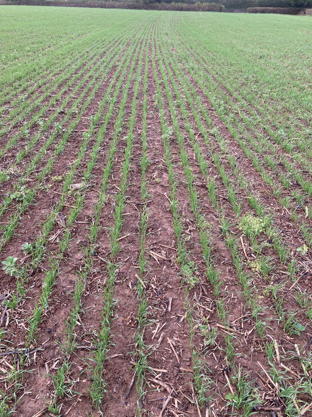 Direct/Strip-till drilling photo gallery | Page 127 | The Farming Forum