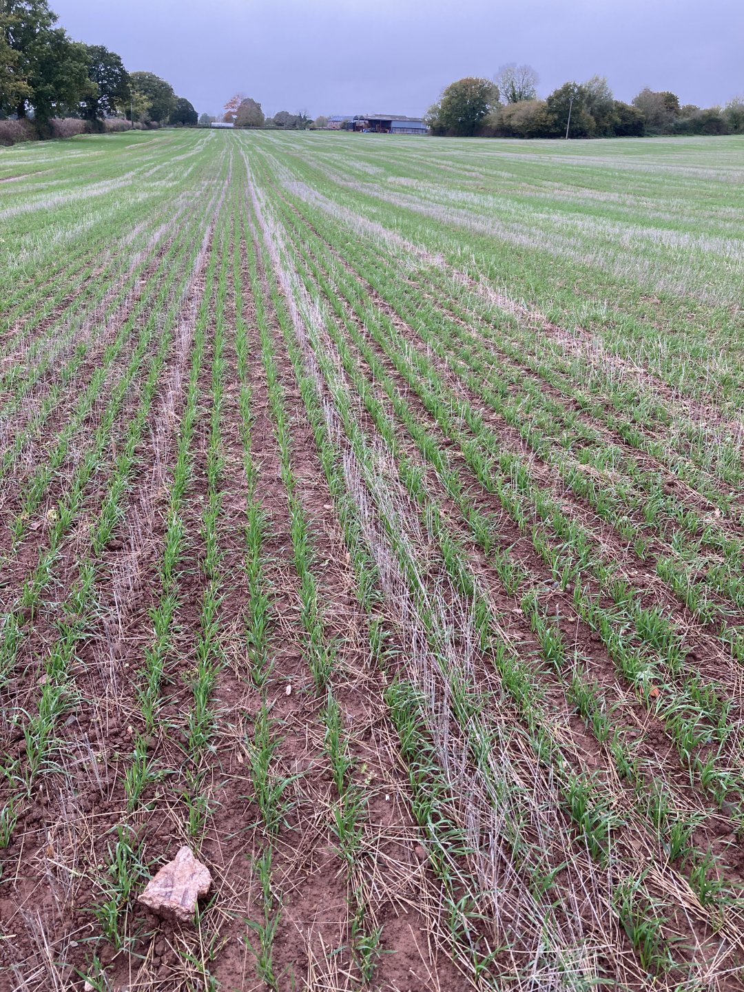 Direct/Strip-till drilling photo gallery | Page 127 | The Farming Forum