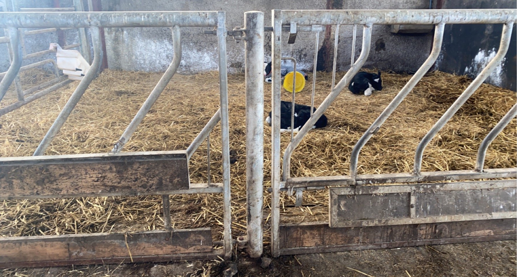 Sheep/cattle feed barriers | The Farming Forum