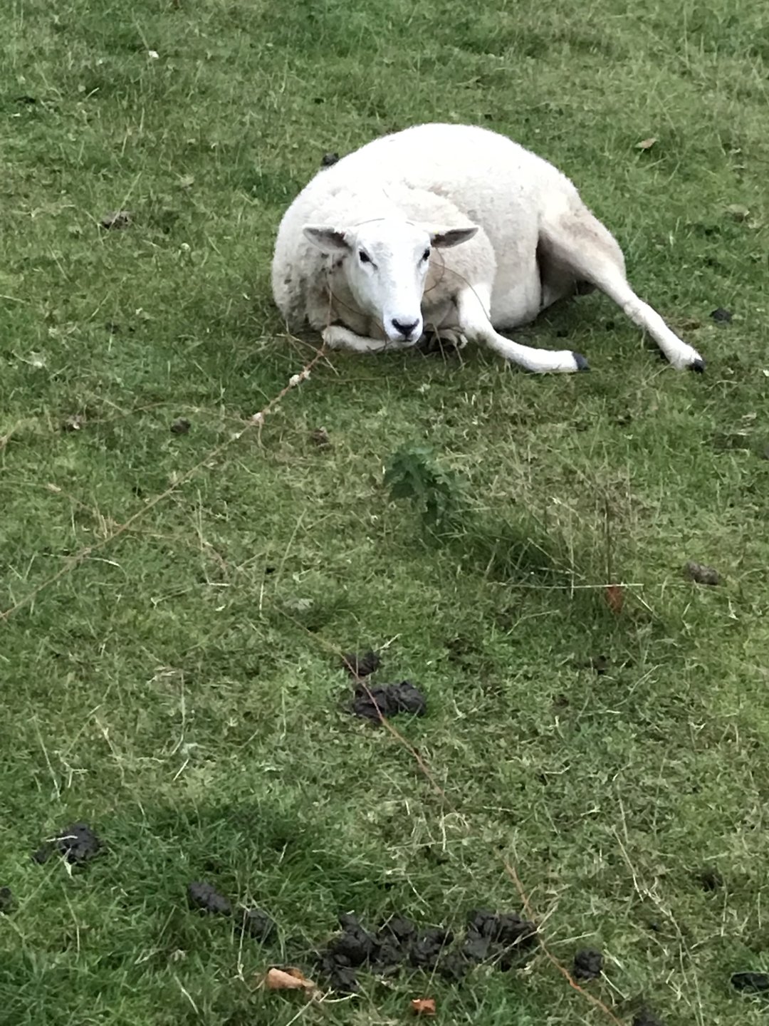 diary of a comedy sheep farm | Page 449 | The Farming Forum