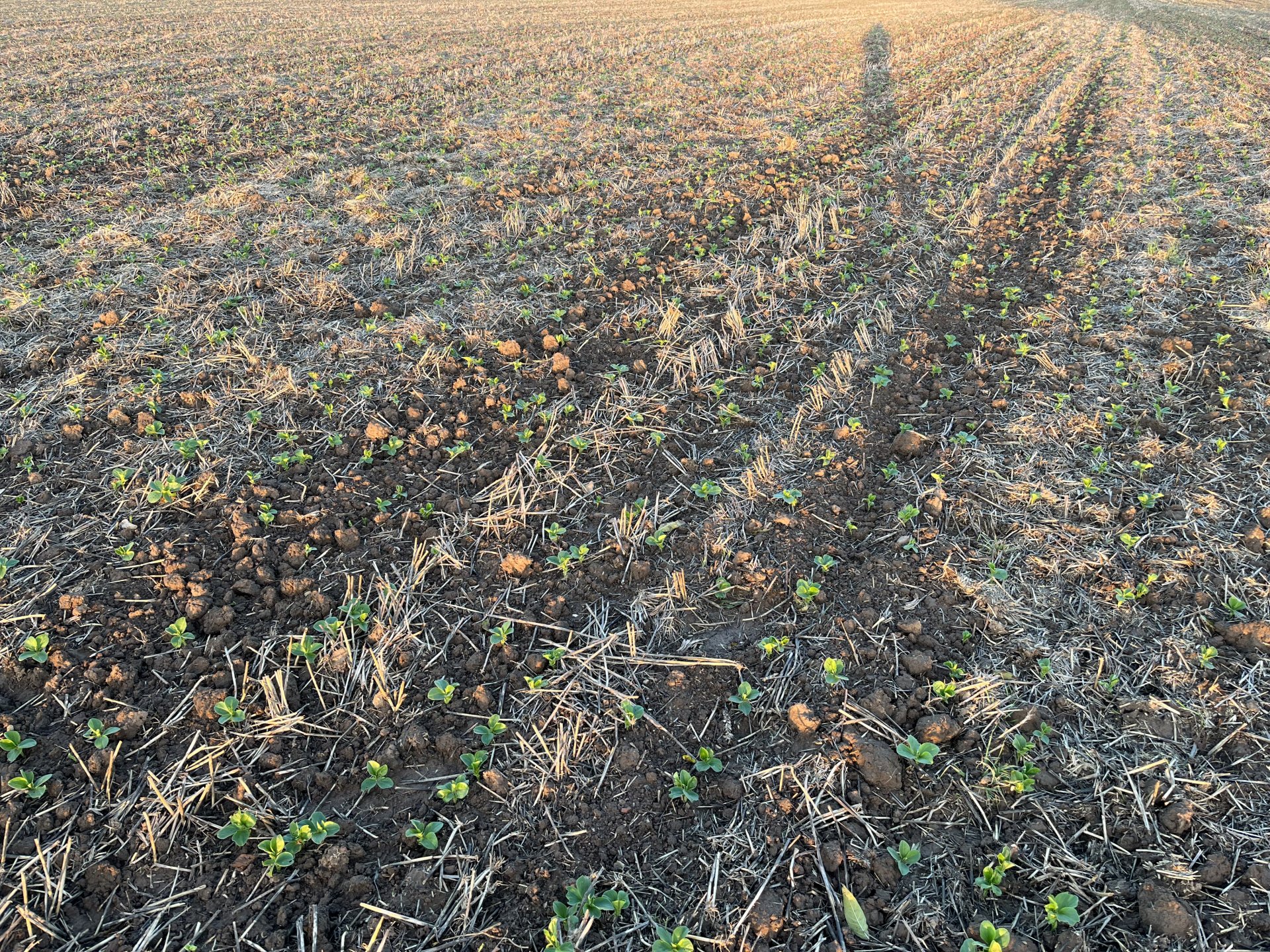 Direct/Strip-till drilling photo gallery | Page 127 | The Farming Forum