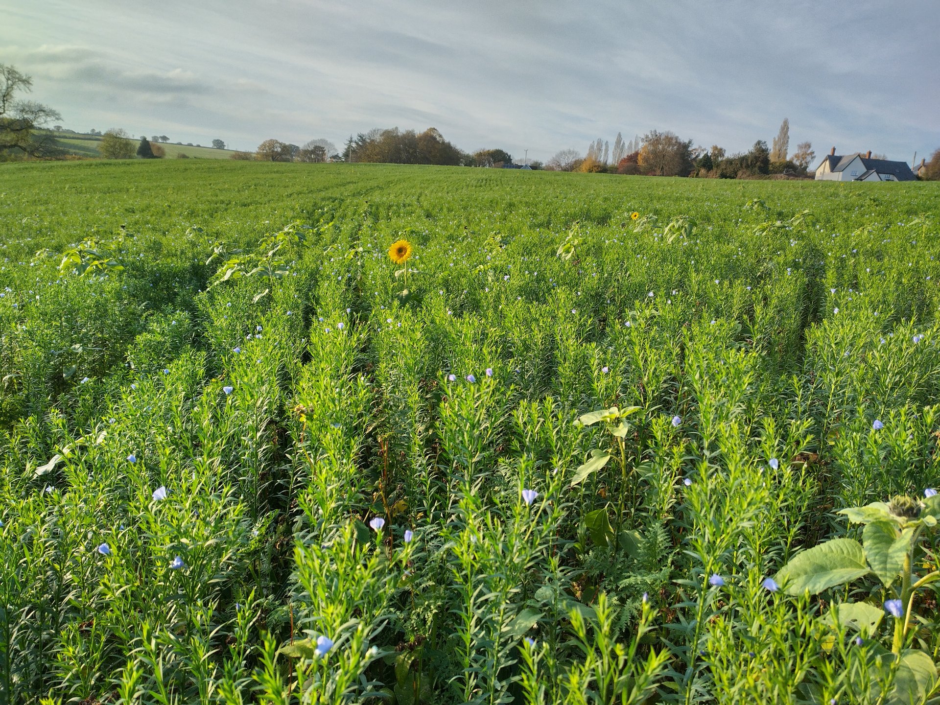 Direct/Strip-till drilling photo gallery | Page 127 | The Farming Forum