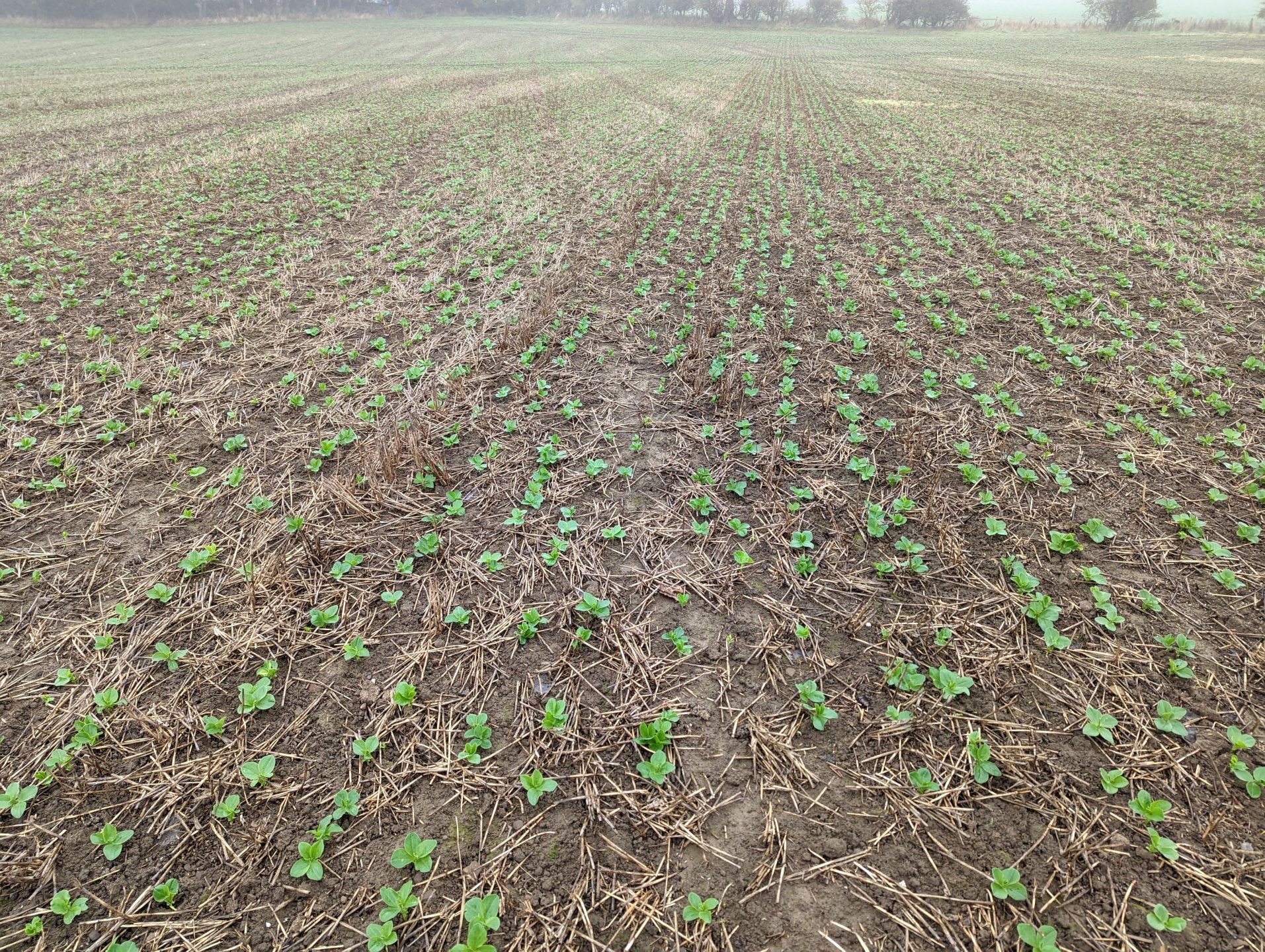 Simtech tsem and beans | Page 2 | The Farming Forum