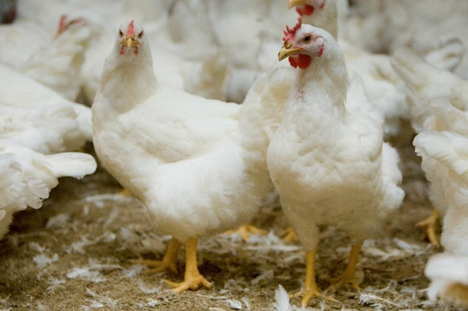 Ready, steady, slow! Slow-growing broilers are healthier and have more ...