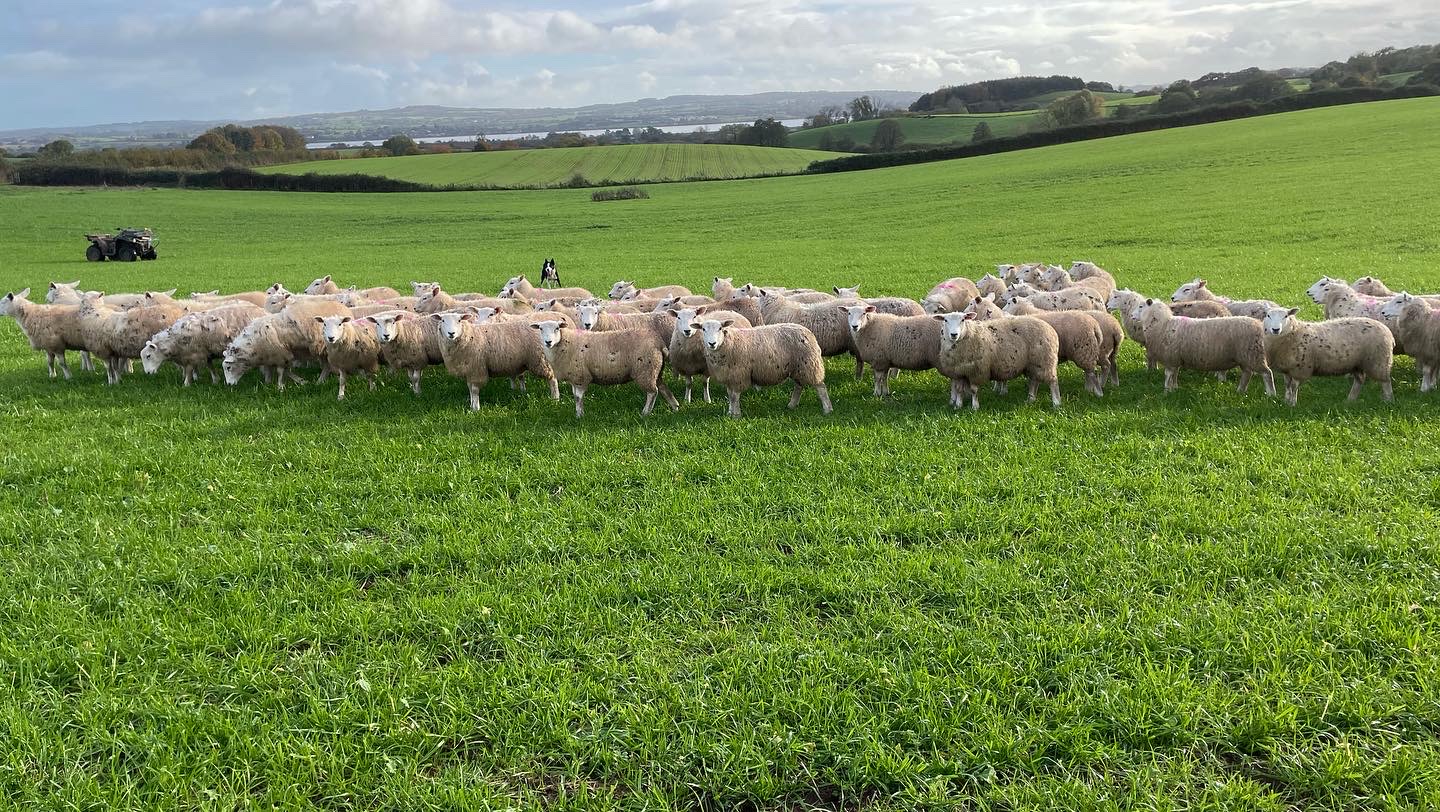 Westerwolds | Page 10 | The Farming Forum