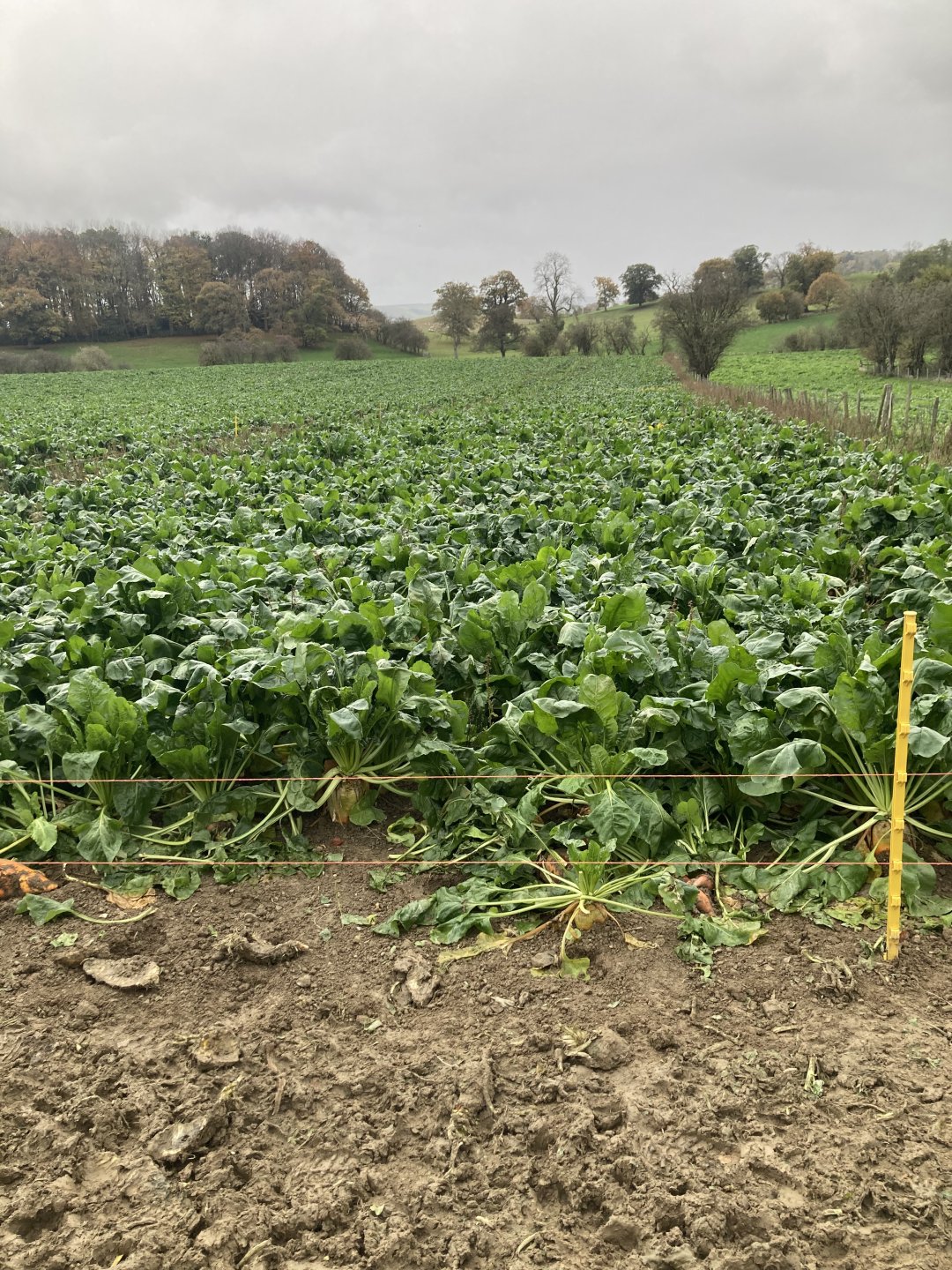 Fodder Beet Price. | Page 9 | The Farming Forum