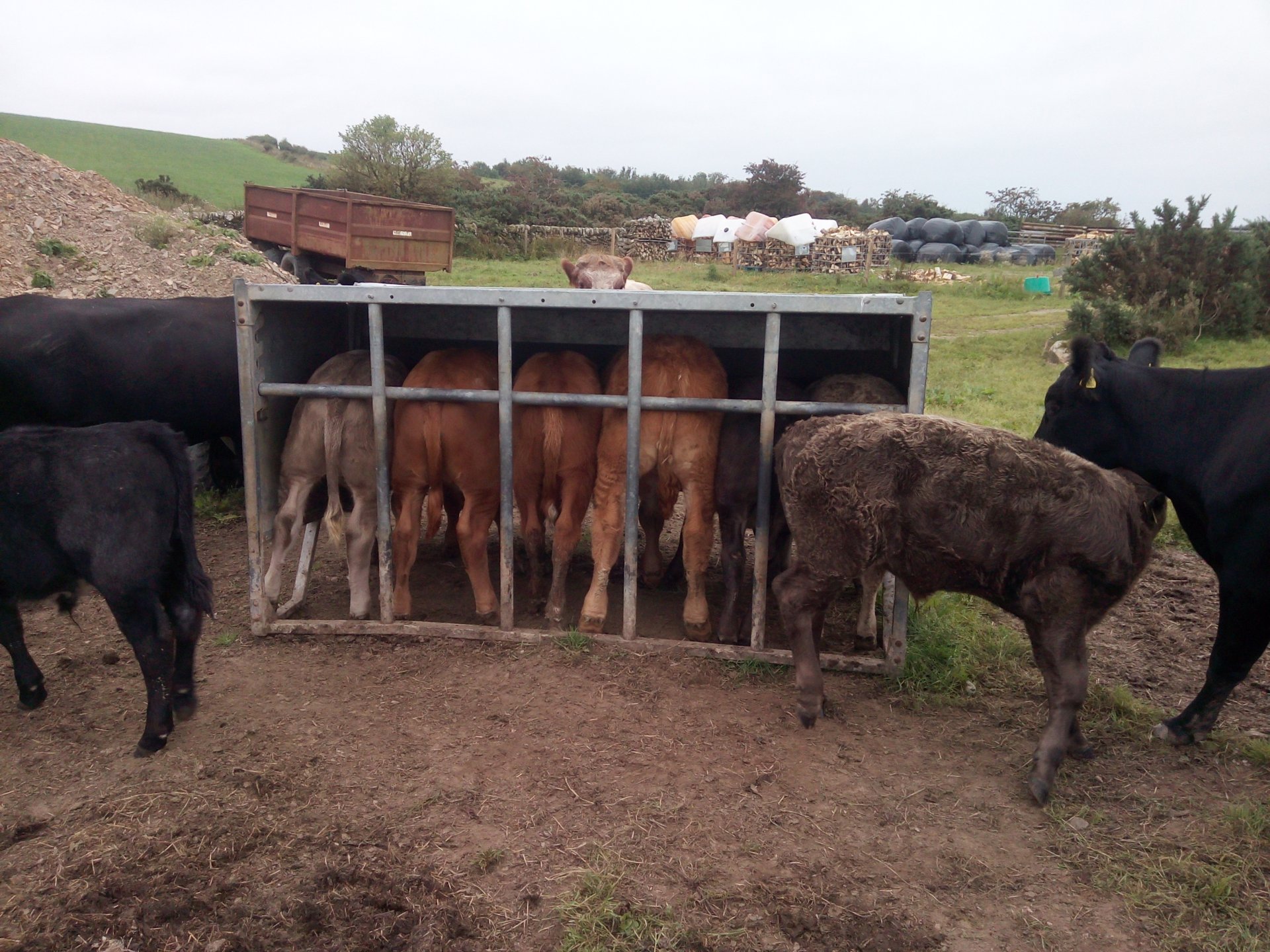 Luing cattle | The Farming Forum