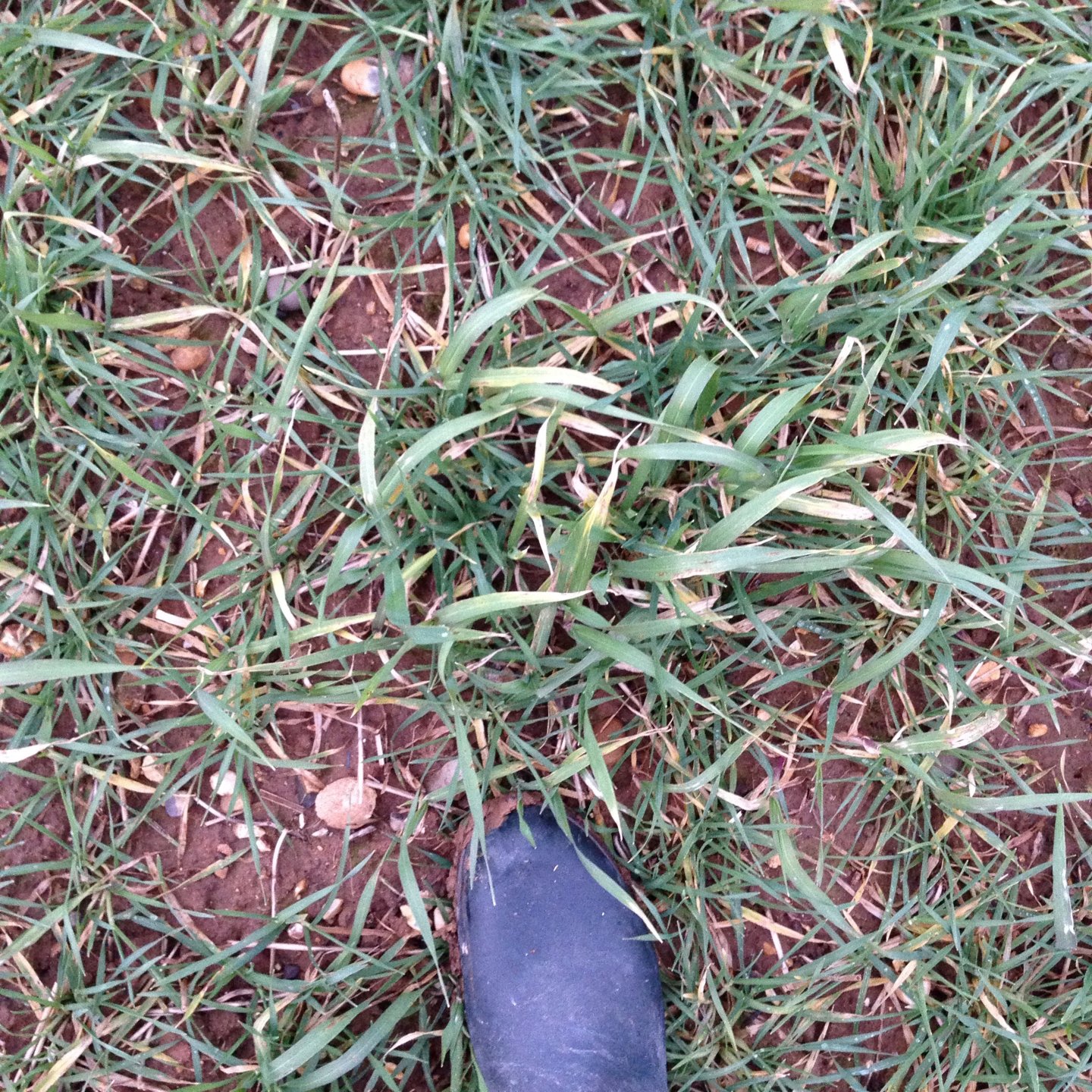 Spring barley in winter barley | The Farming Forum