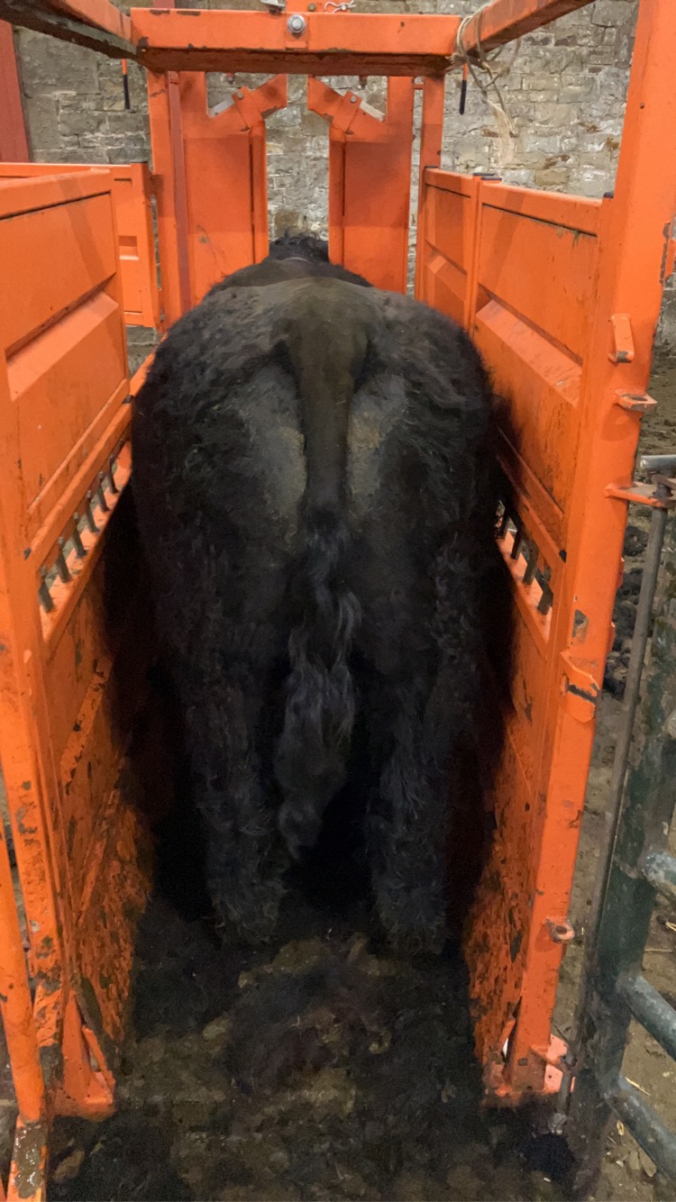 Confessions of the Sheep/Beef Cattle/Pig Addicts | Page 681 | The ...