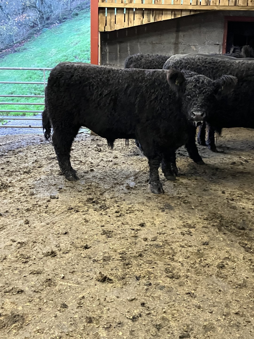Confessions of the Sheep/Beef Cattle/Pig Addicts | Page 681 | The ...