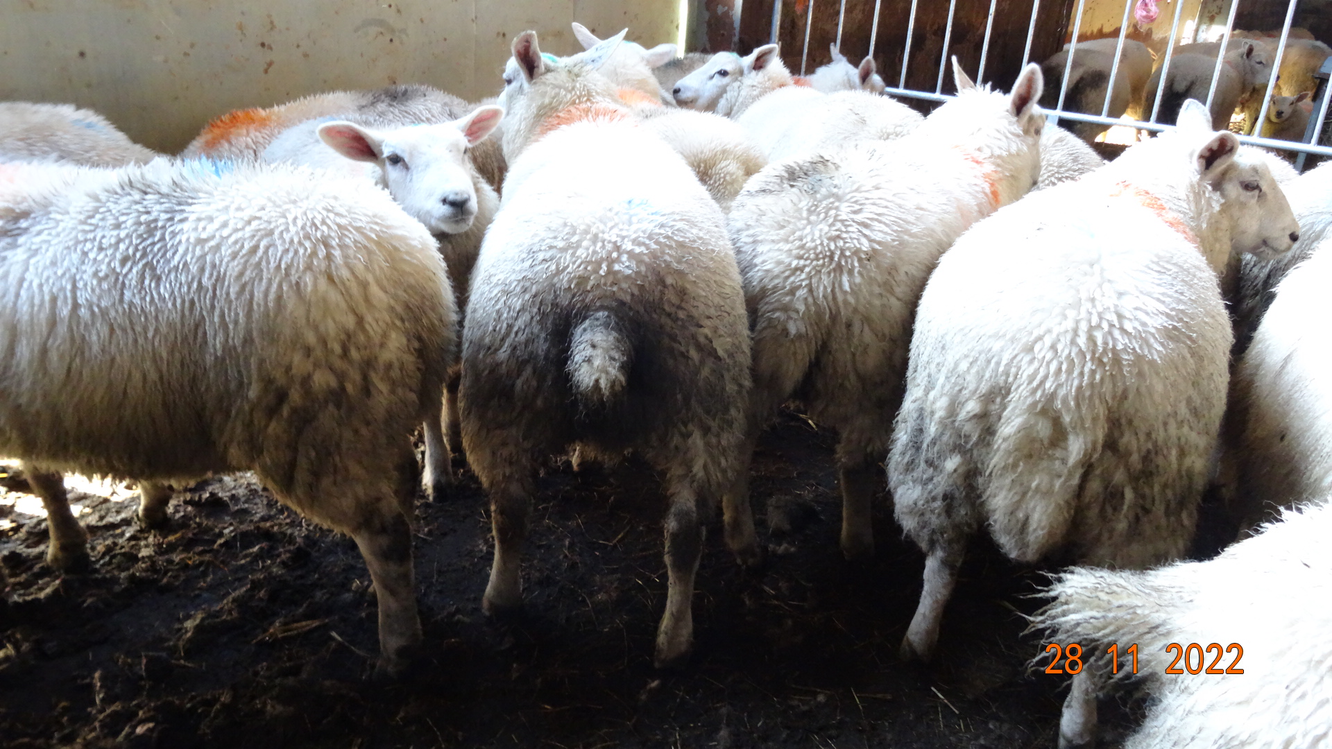Confessions of the Sheep/Beef Cattle/Pig Addicts | Page 684 | The ...