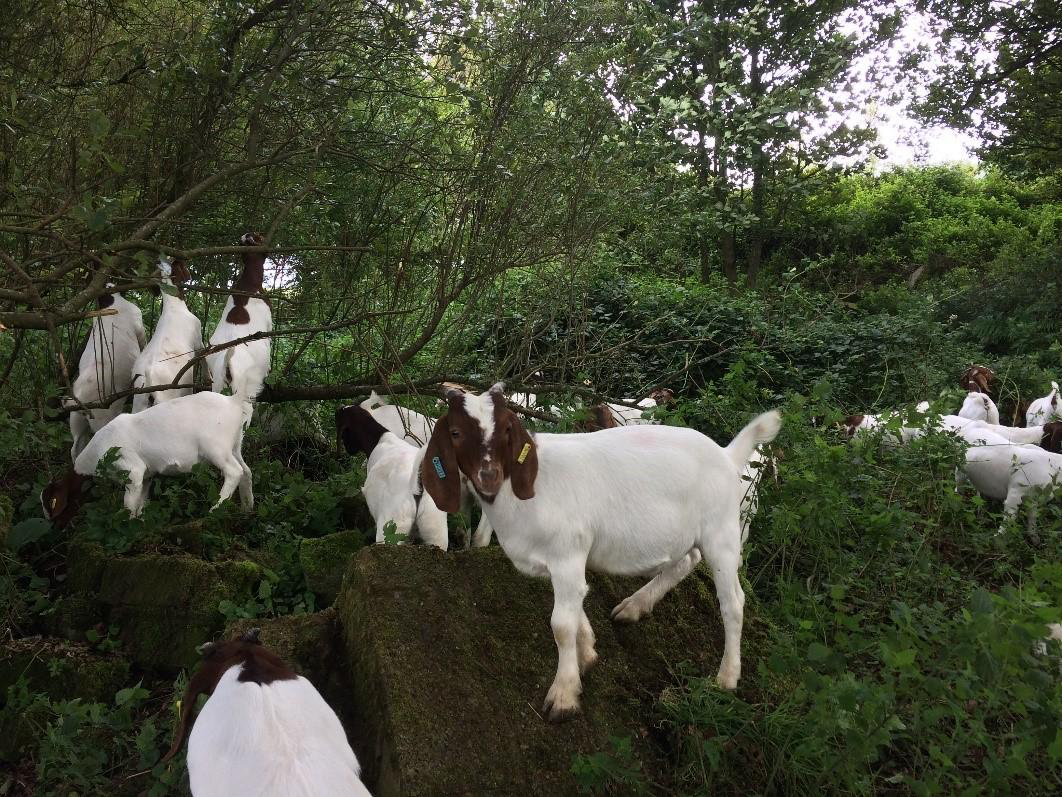 Internal parasite control and goats: Implications for a growing ...